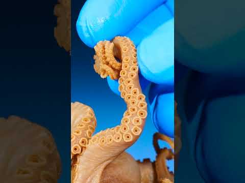 Male Octopus vs Female Octopus