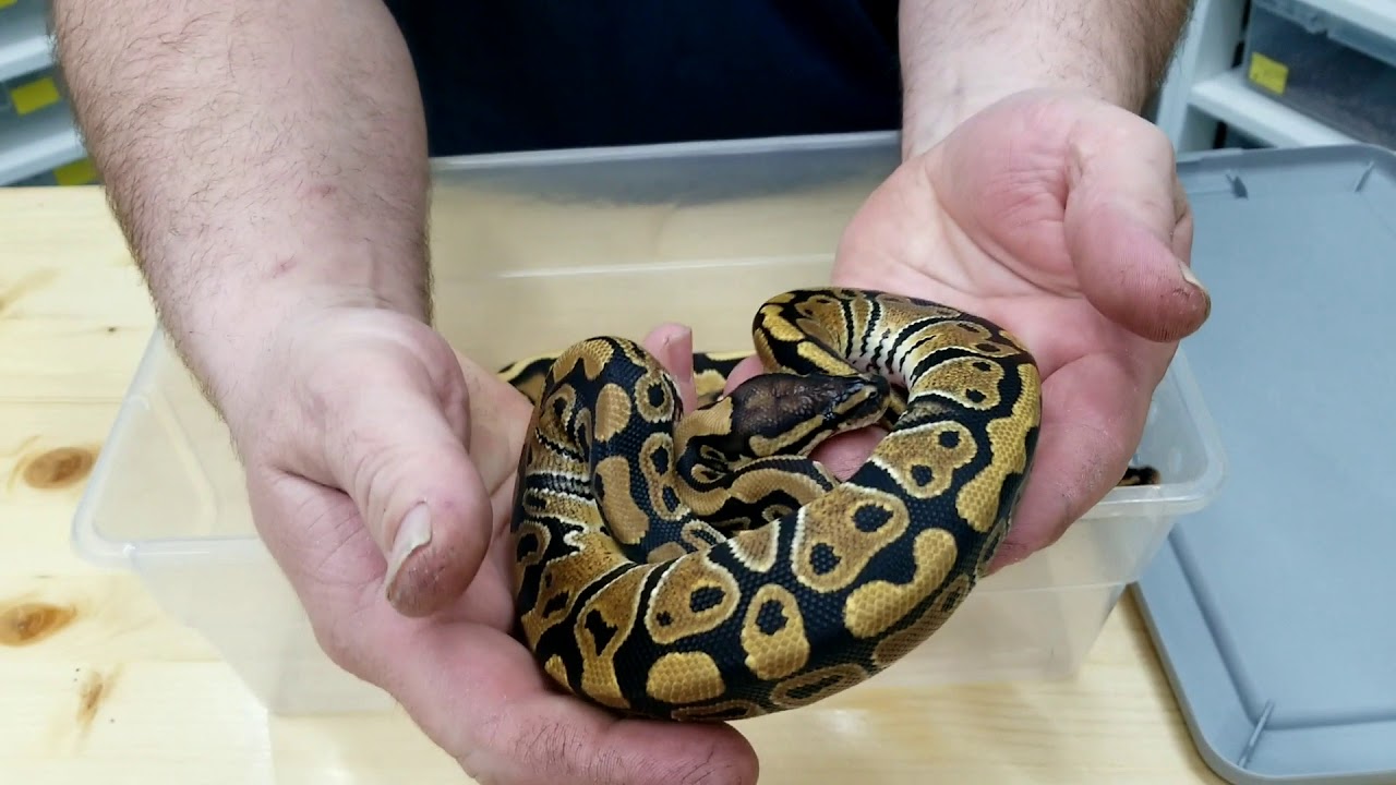 See the Difference Yellow Belly Makes in your Ball Python Morphs