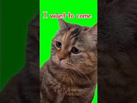 it's a party time #cat#shorts#shortvideo#short#shortsfeed#funny