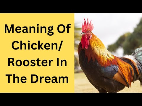 Meaning Of Chicken/Rooster In The Dream..