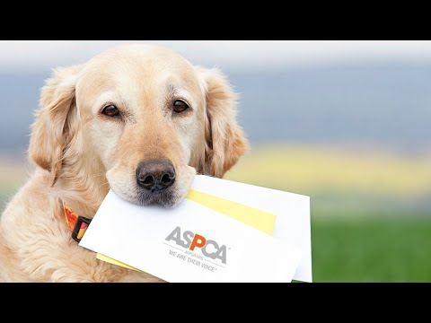 The impact of ASPCA Gift Donation | ASPCA Donations | ASPCA One Time Donation | ASPCA Gift Donation