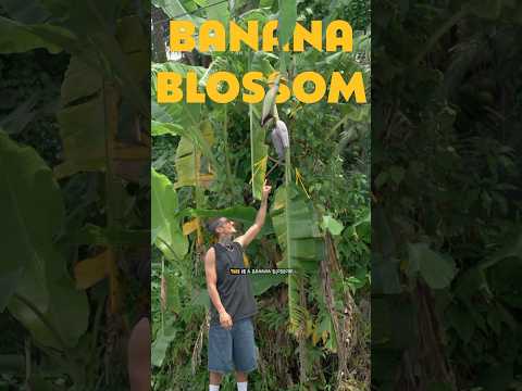 How to Cook with Banana Blossom