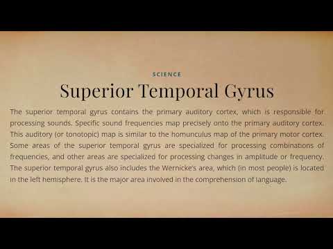 Superior Temporal Gyrus | Biology | Student For Life
