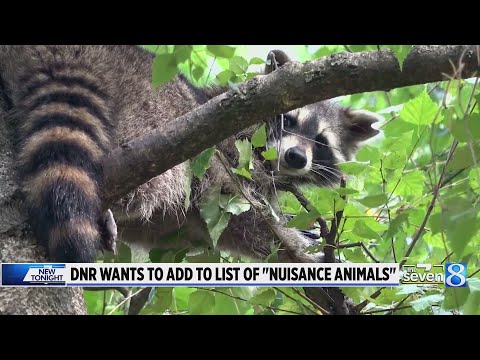 Michigan DNR may expand list of ‘nuisance’ animals