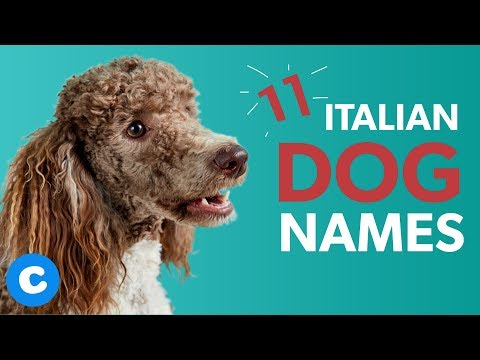 11 Italian Dog Names | Chewy