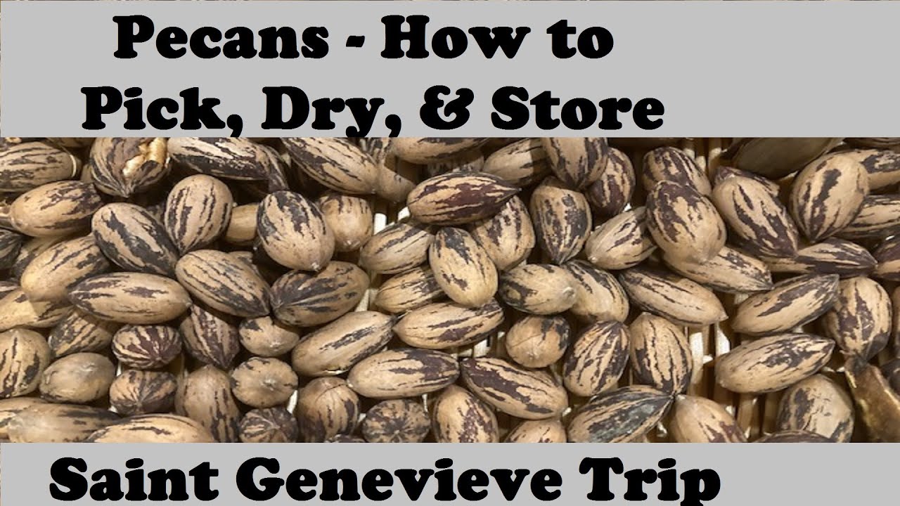 Pecans: How to Pick, Dry, & Store - Trip to Saint Genevieve  🌰🥜🌰 // from Campbell’s Freedom Farm