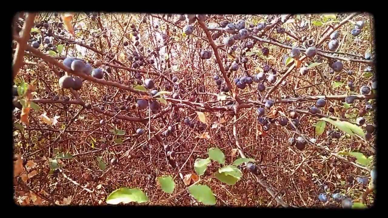 TRNJINA (Prunus spinosa) SRPSKA ARONIJA ZA PROBAVNE I DISAJNE PUTEVE ...
