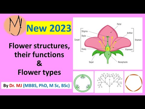 Flower structure, functions, types, terminologies, new 2023, with audio @DoctorTutors