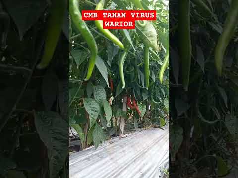 WARIOR F1 Cabai merah besar Tahan Virus terbaru 2025. #wariorf1 #cmbwarior #cabetahanvirus2025
