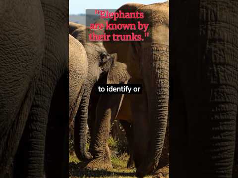 What's mean "Elephants are Known by Their Trunks" ?