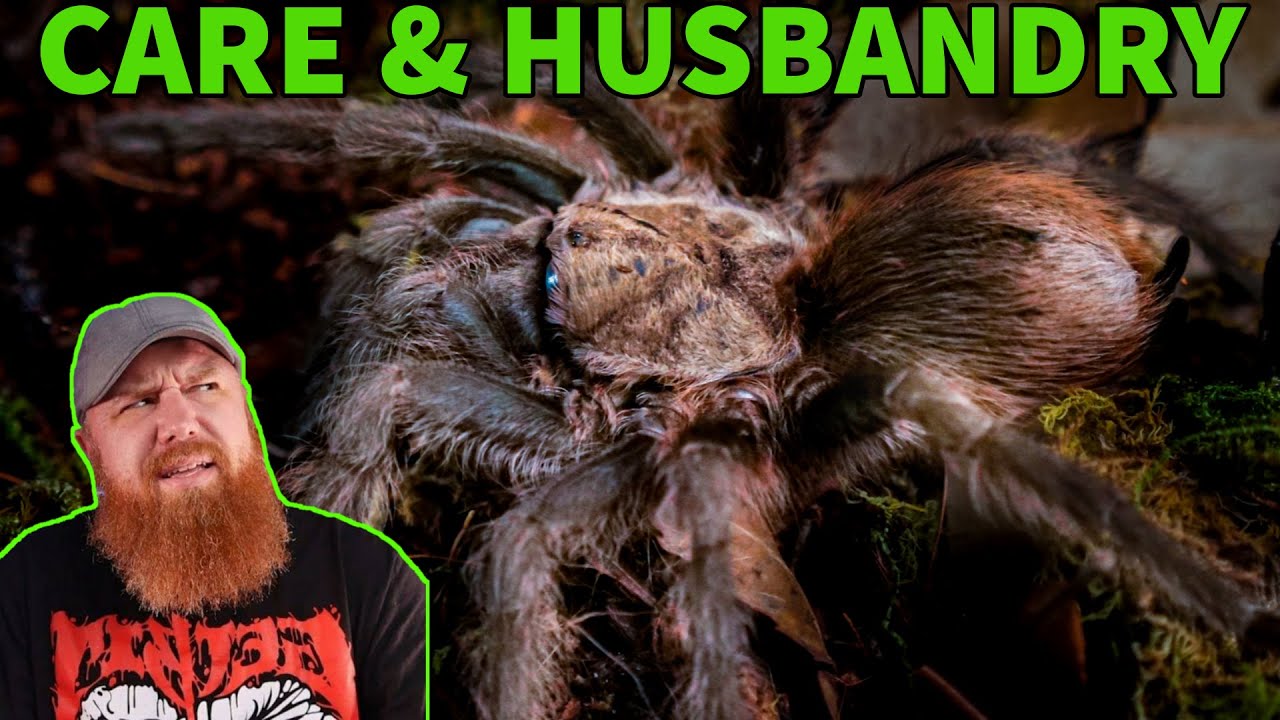 How To Care For the Texas Brown Tarantula (Aphonopelma hentzi) Husbandry