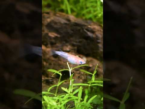 Medaka rice fish. Bought Eggs from Japan!