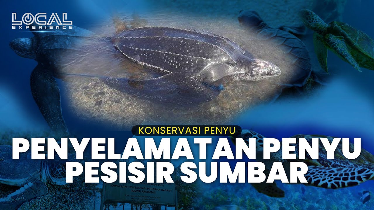 Populasi Penyu Semakin Terancam, Penyangga Populasi Penyu Pesisir Barat ...