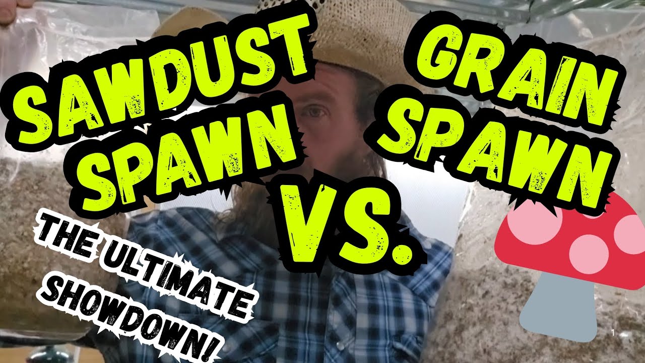 🍄SAWDUST Spawn VS. GRAIN Spawn!💥The Ultimate Showdown! #MushroomFarmer #Mushrooms #Fungi #Mycology 