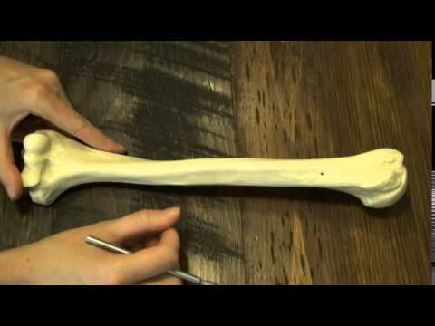 Humerus overview