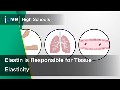 Elastin is Responsible for Tissue Elasticity | Cell Bio | Video Textbooks - Preview