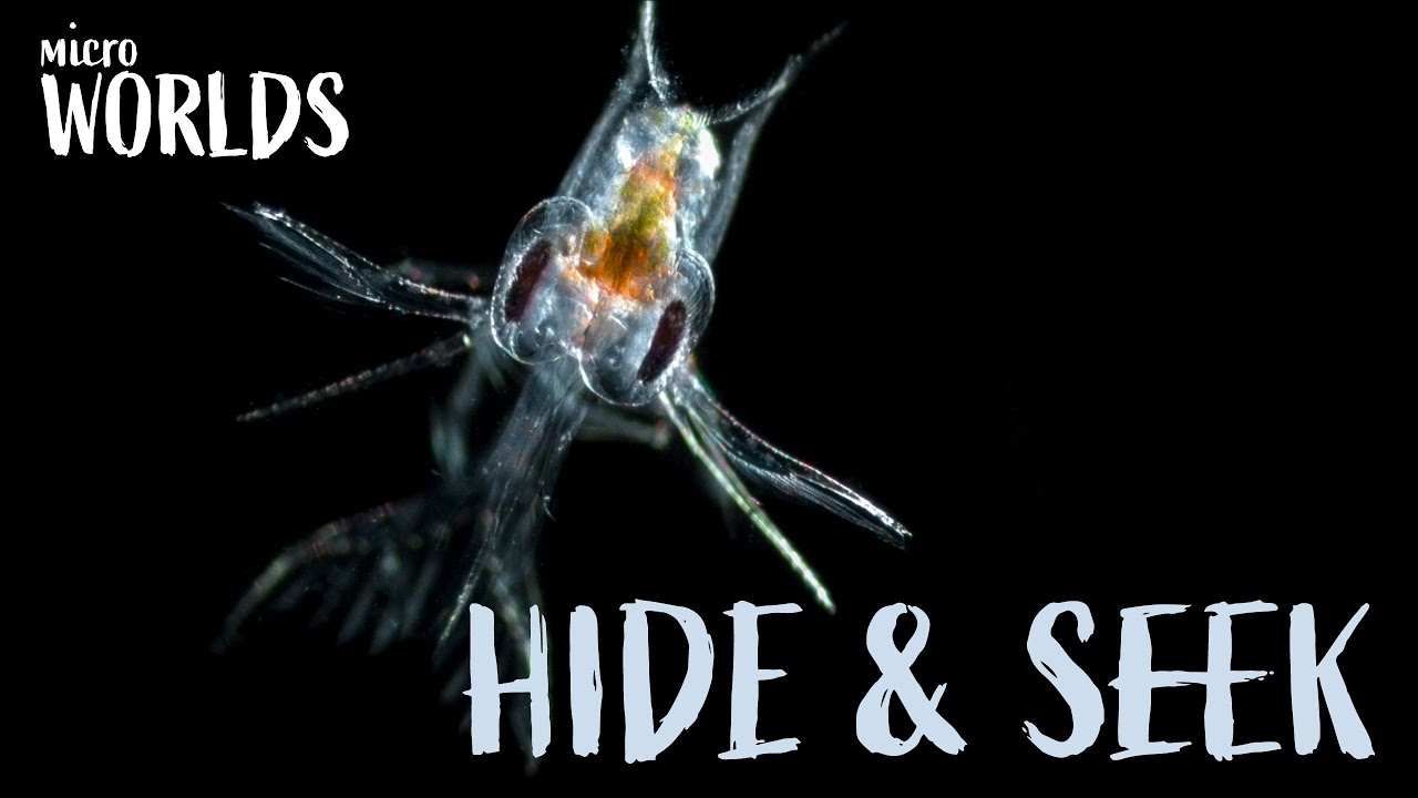 Microworlds: Surviving the Open Ocean