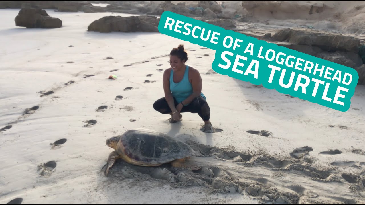 Turtle Foundation - Sea Turtle Rescue Operation 2020