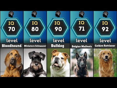 Comparison: Intelligent dog breeds, ranked by their IQ levels: