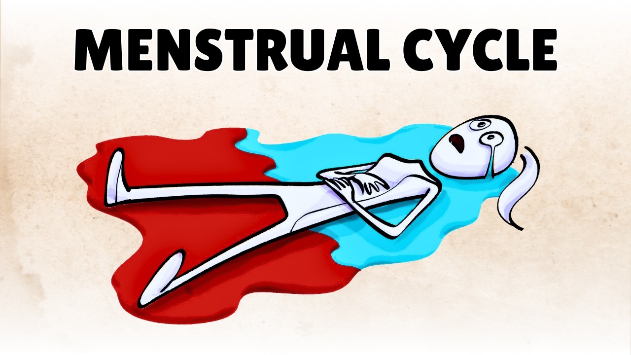 The Menstrual Cycle Explained:  A Guide to the 4 Phases & Hormones