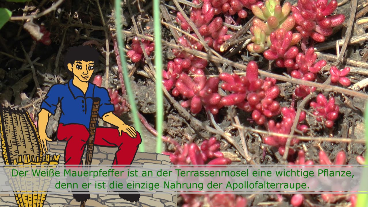Der Mauerpfeffer