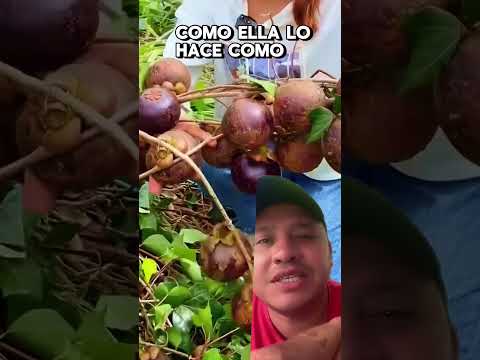 Did you know about the mangosteen fruit? #plants #field #fruits #mangostin