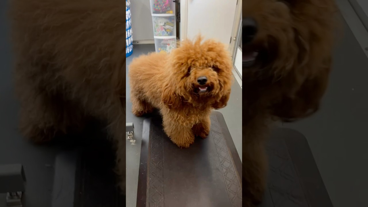 Extremely Matted Doodle #grooming #doodlegrooming