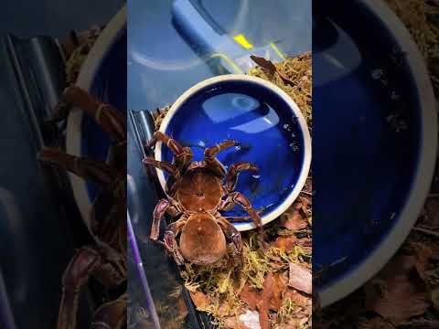 ⛔️Do NOT Handle This Goliath Bird Eater Tarantula⛔️