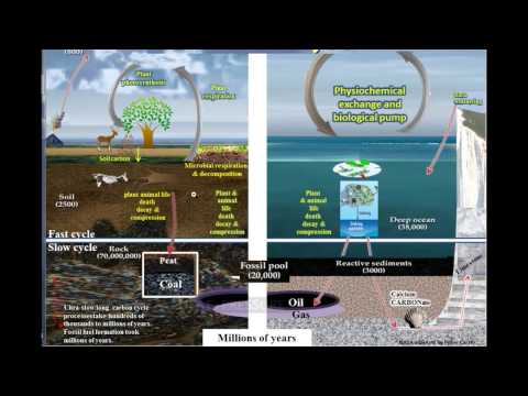 Formation of fossil fuels and climate change