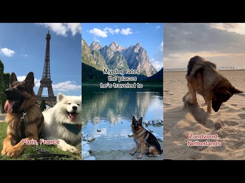 My dog rates the places he’s traveled to