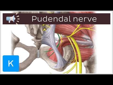 Pudendal nerve | Anatomical Terms Pronunciation by Kenhub