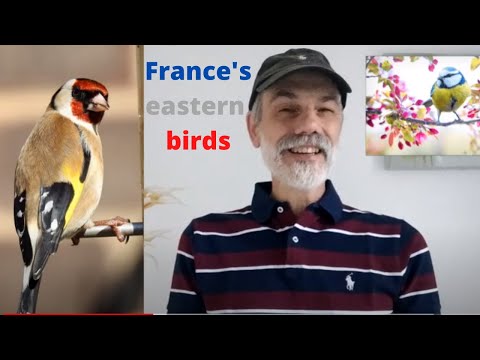 Les oiseaux de l'est de la France : France's eastern birds