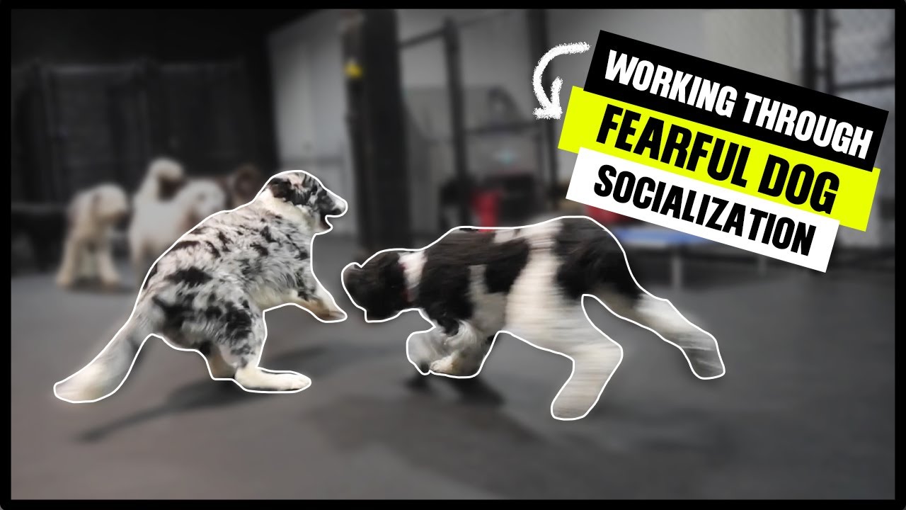Working Through Fearful Dog Socialization