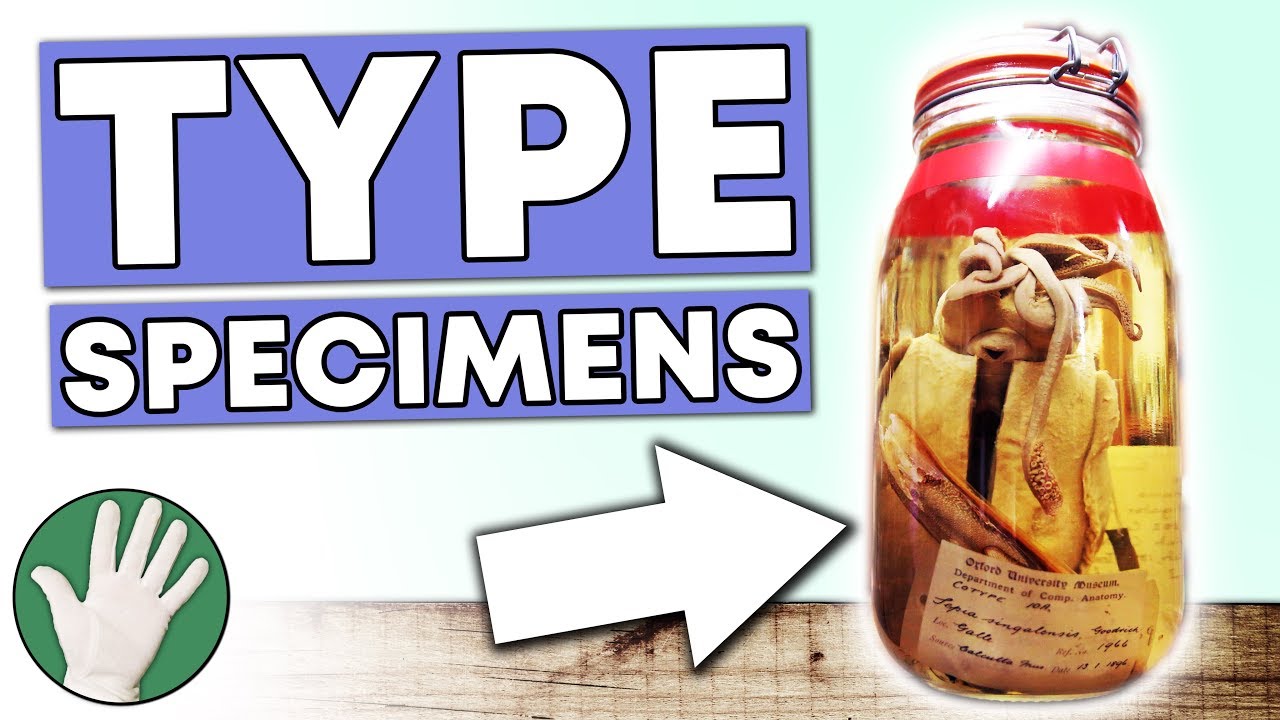 Type Specimens - Objectivity 150