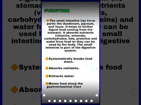 Anatomy of small intestine// Nursing students golden points π