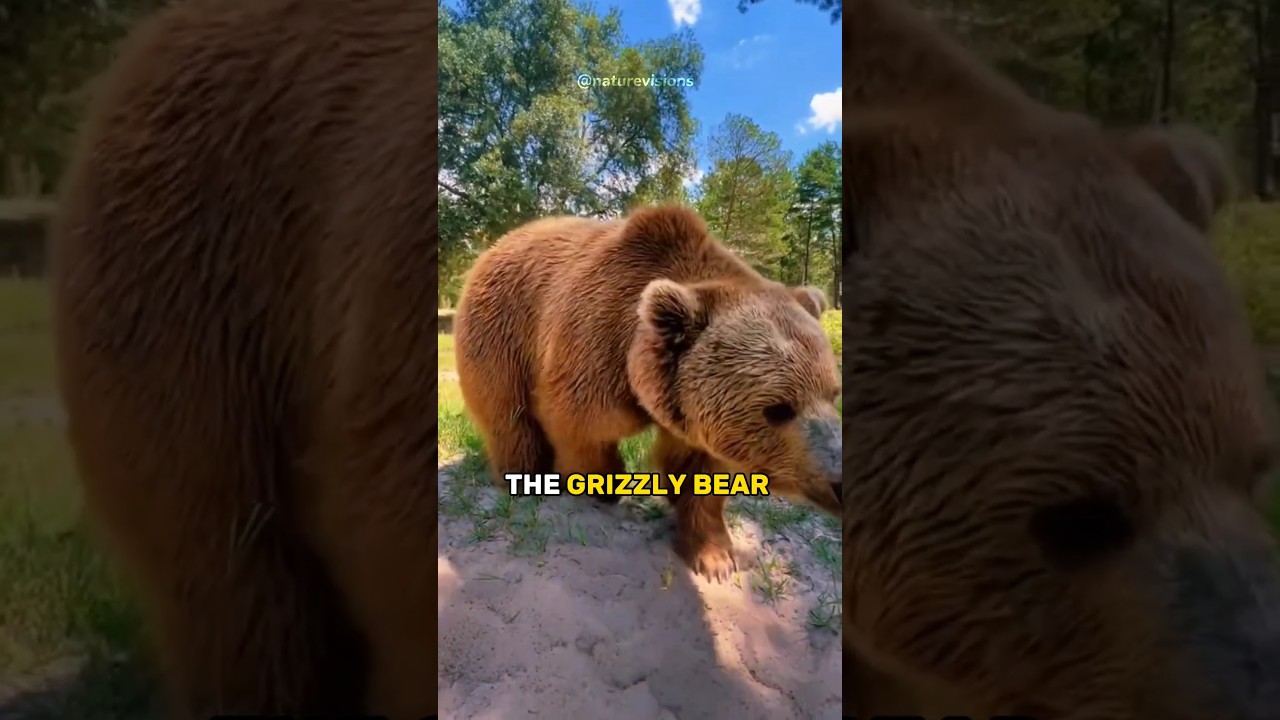 The Majestic Beauty of Grizzly Bears in the Wild #shorts