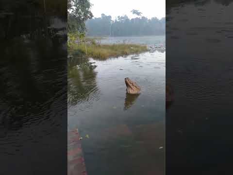 Is this a alligator or a dinosaur ? π€π³π€―