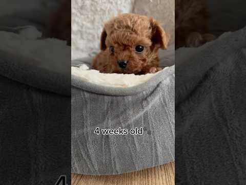 BEFORE & AFTER😱how this Maltipoo puppy has changed!! #maltipoo #puppies #cute #short #puppyvideos