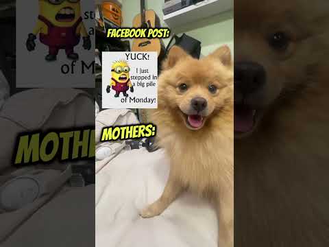 Moms of Facebook be like… #funny #memes #dog #funnydog #cutedog #shorts #fyp