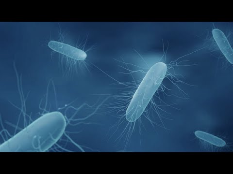 UroNurse Episode 147: Overview of Clostridium difficile CME | CNE | CPE | 1.0 Credit