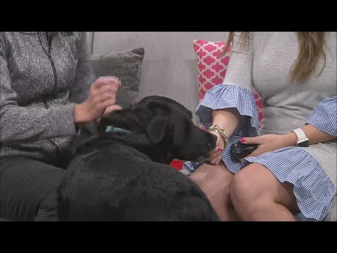 Side Kick Dog Training: Teach your dog how to give hugs and kisses