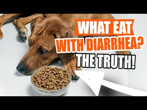WHAT should a DOG with DIARRHEA EAT 🐶🍲(The Truth)