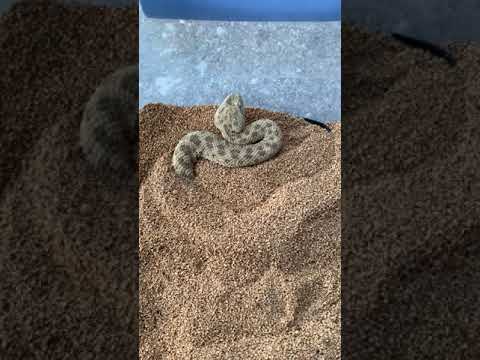 Sahara Sand Viper Burrowing in Sand! (ORIGINAL)