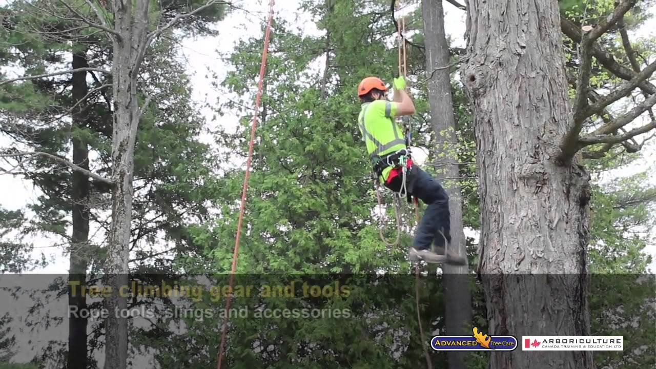 Advanced Tree Care - Tree Climbing, Fall Protection & Work Positioning