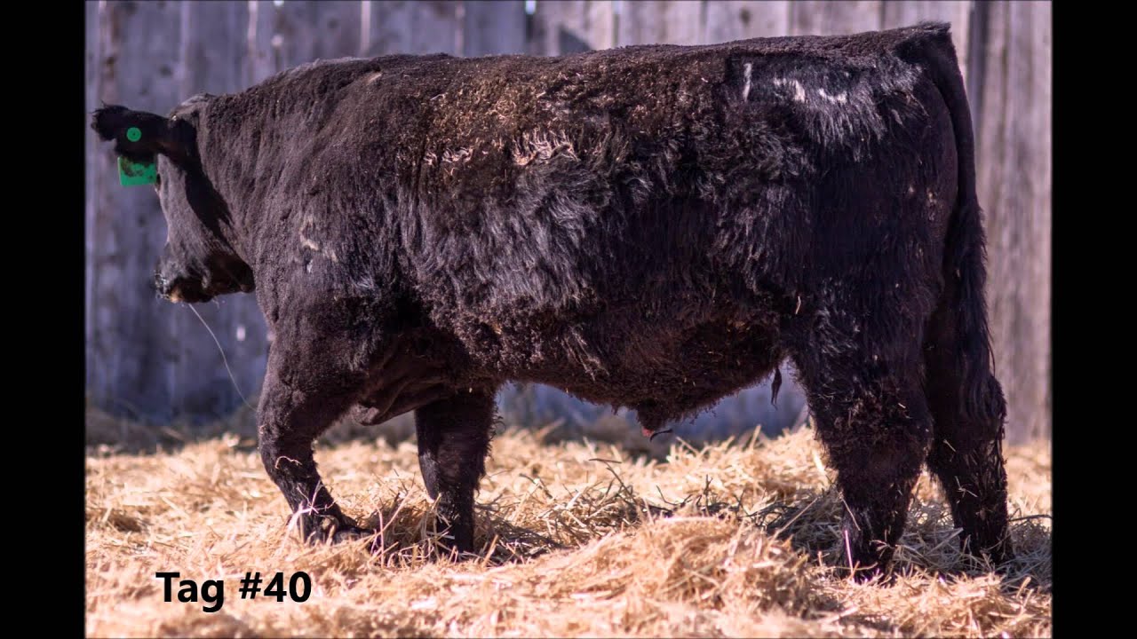 Sterling Angus - Bend OR.