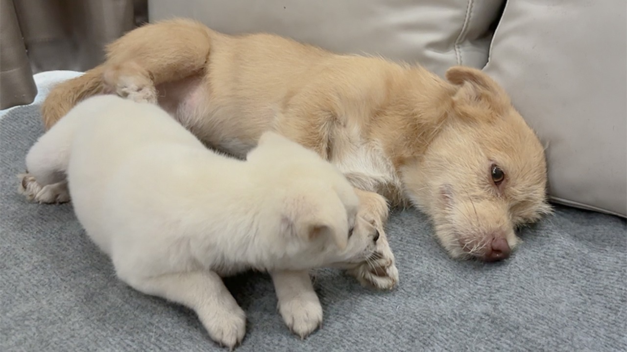 Adorable Puppy Comforts An Abandoned Puppy – So Heartwarming!