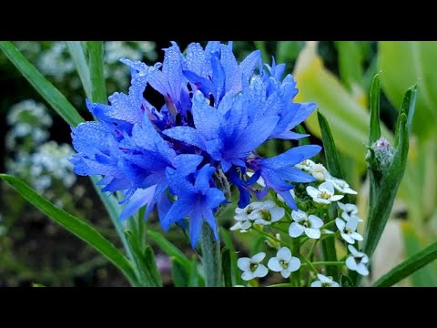 Cornflower Blue (It's A Hexadecimal Thing)