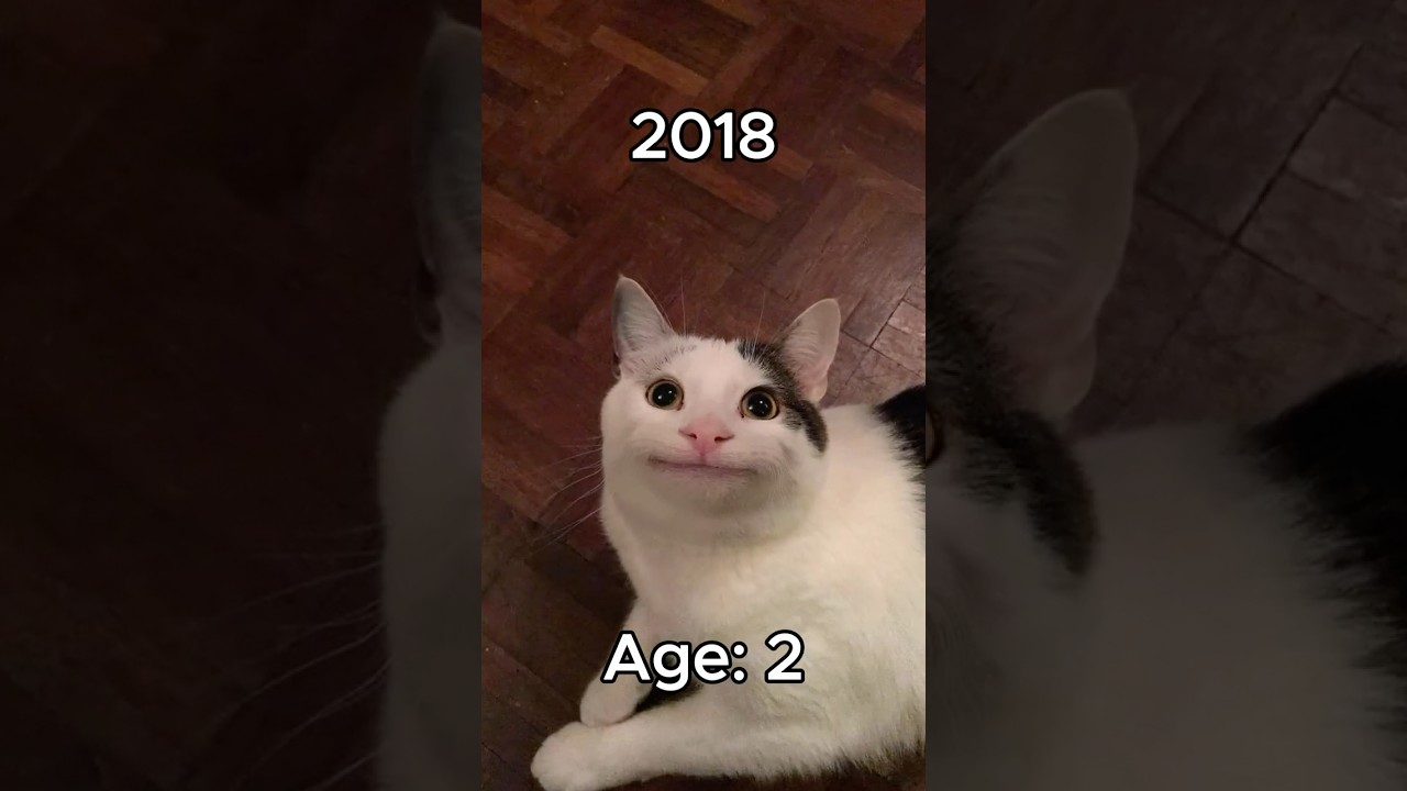 Polite Cat Meme Then vs Now (2018 vs 2025) #shorts #memes #nostalgia #memories