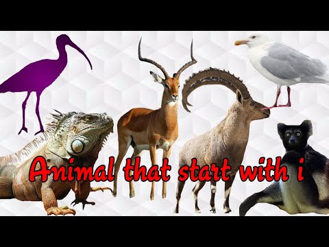 Animal alphabet, alphabet animal, alphabet animals, Animal that start with i. ibex, ibis, iguana.