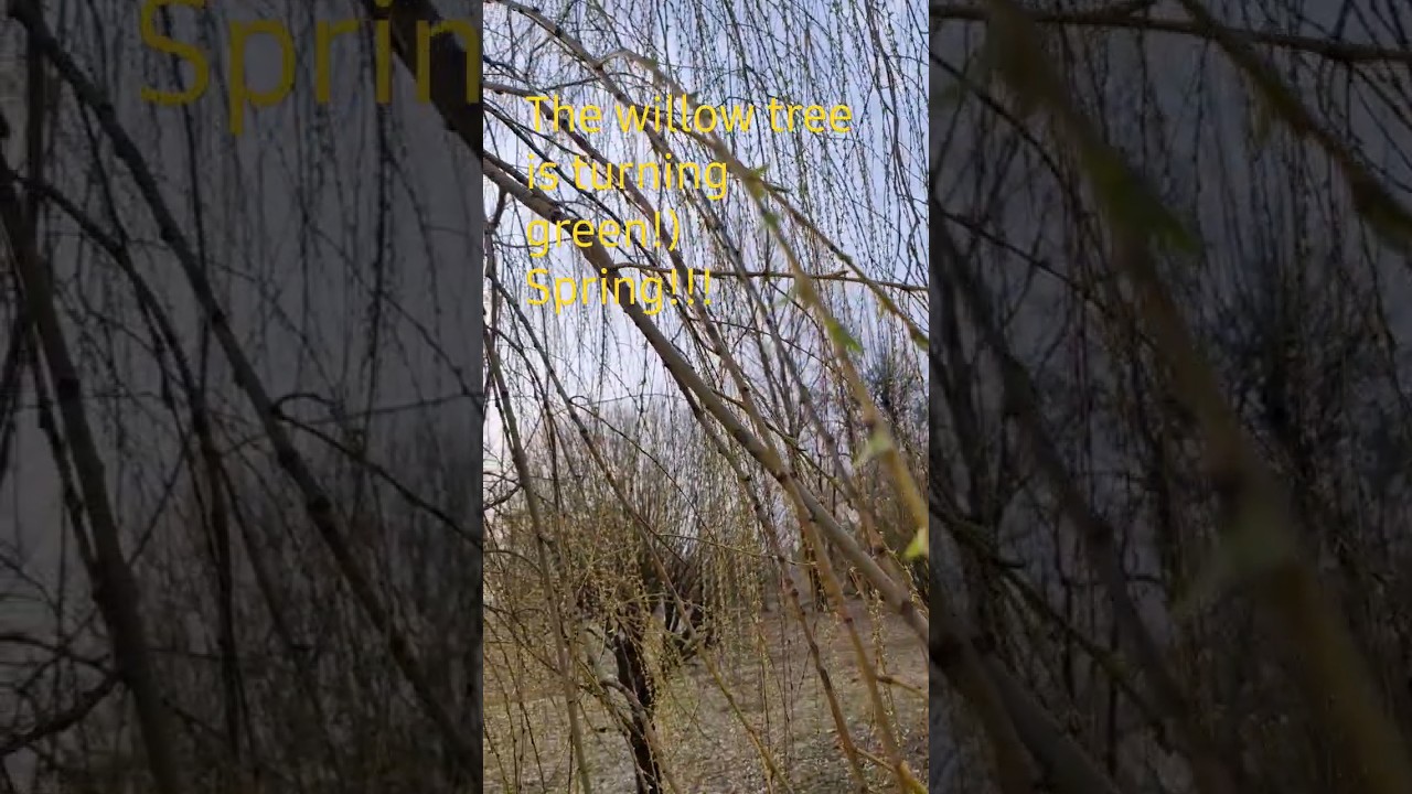 The willow tree is turning green!) Spring!!!